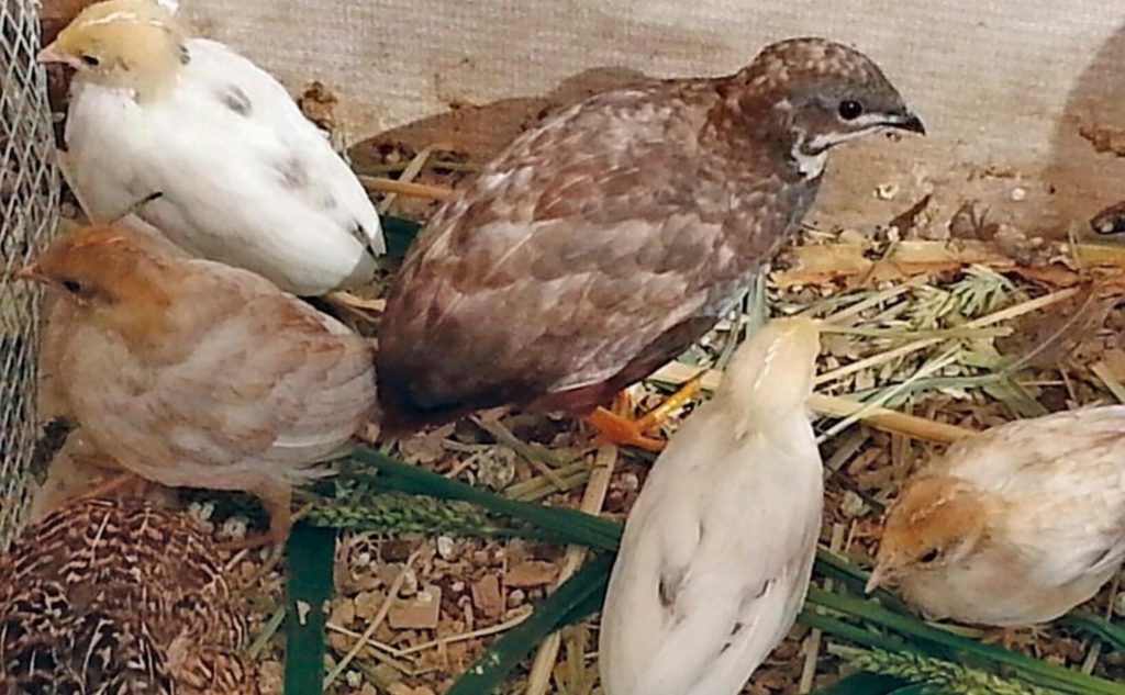 Button Quail: Adorable By Any Name - Backyard Poultry